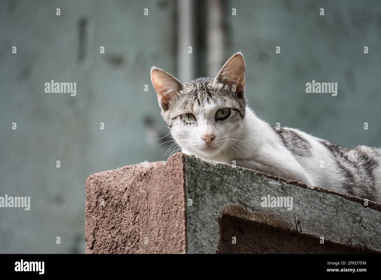 Ceylon cat hi-res stock photography and images - Alamy