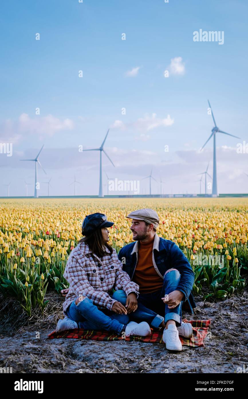 Aerial view of bulb-fields in springtime, colorful tulip fields in the ...