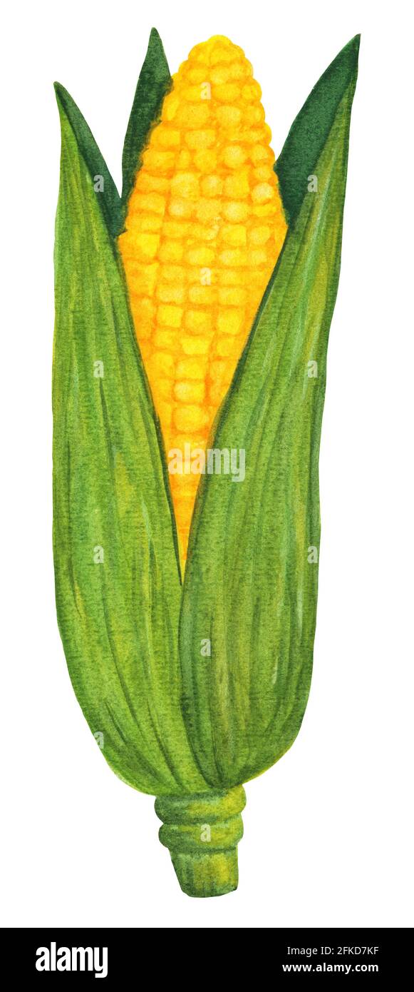 Gold maize cob in green husk isolated on white background Stock Photo ...