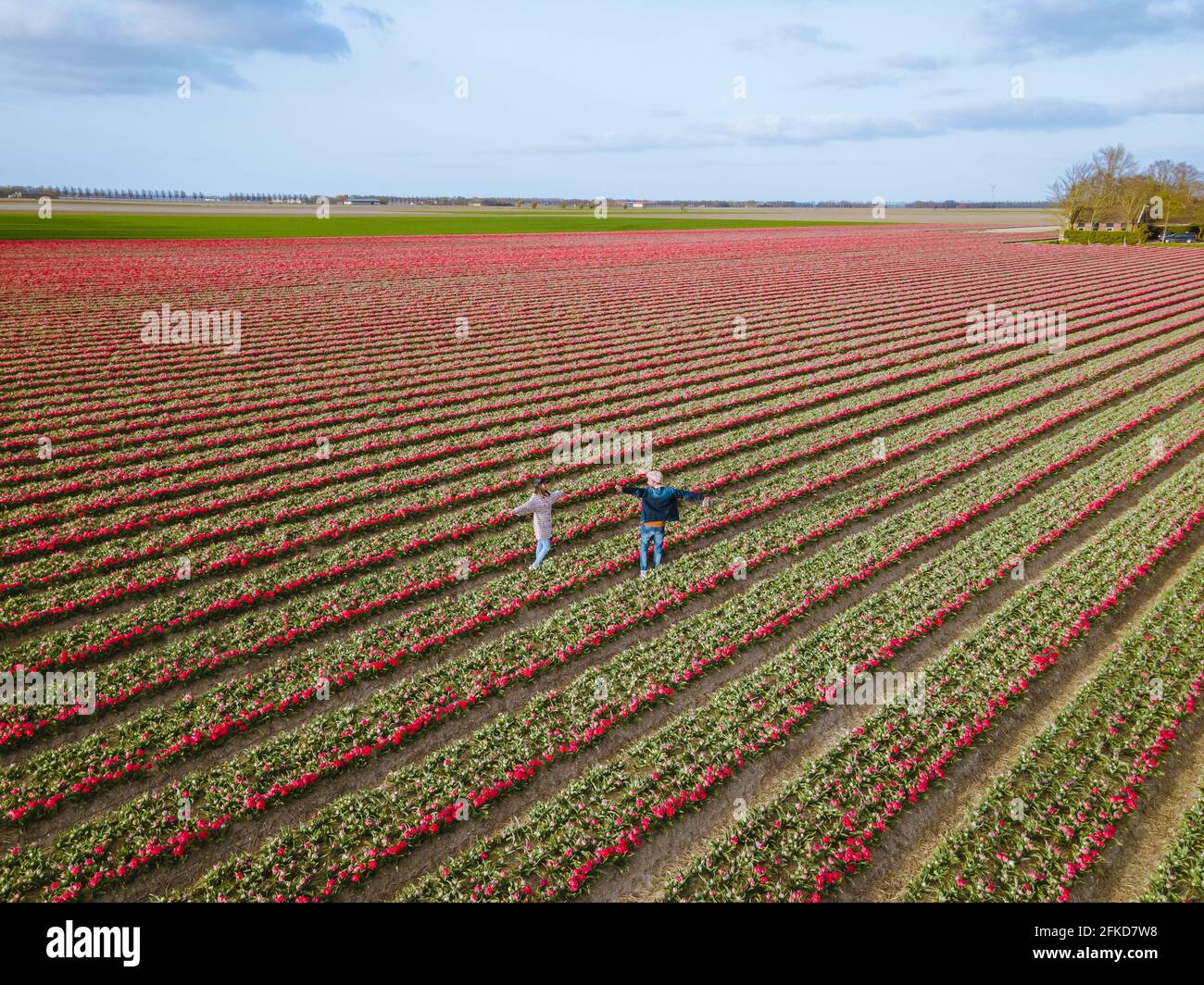 Aerial view of bulb-fields in springtime, colorful tulip fields in the ...