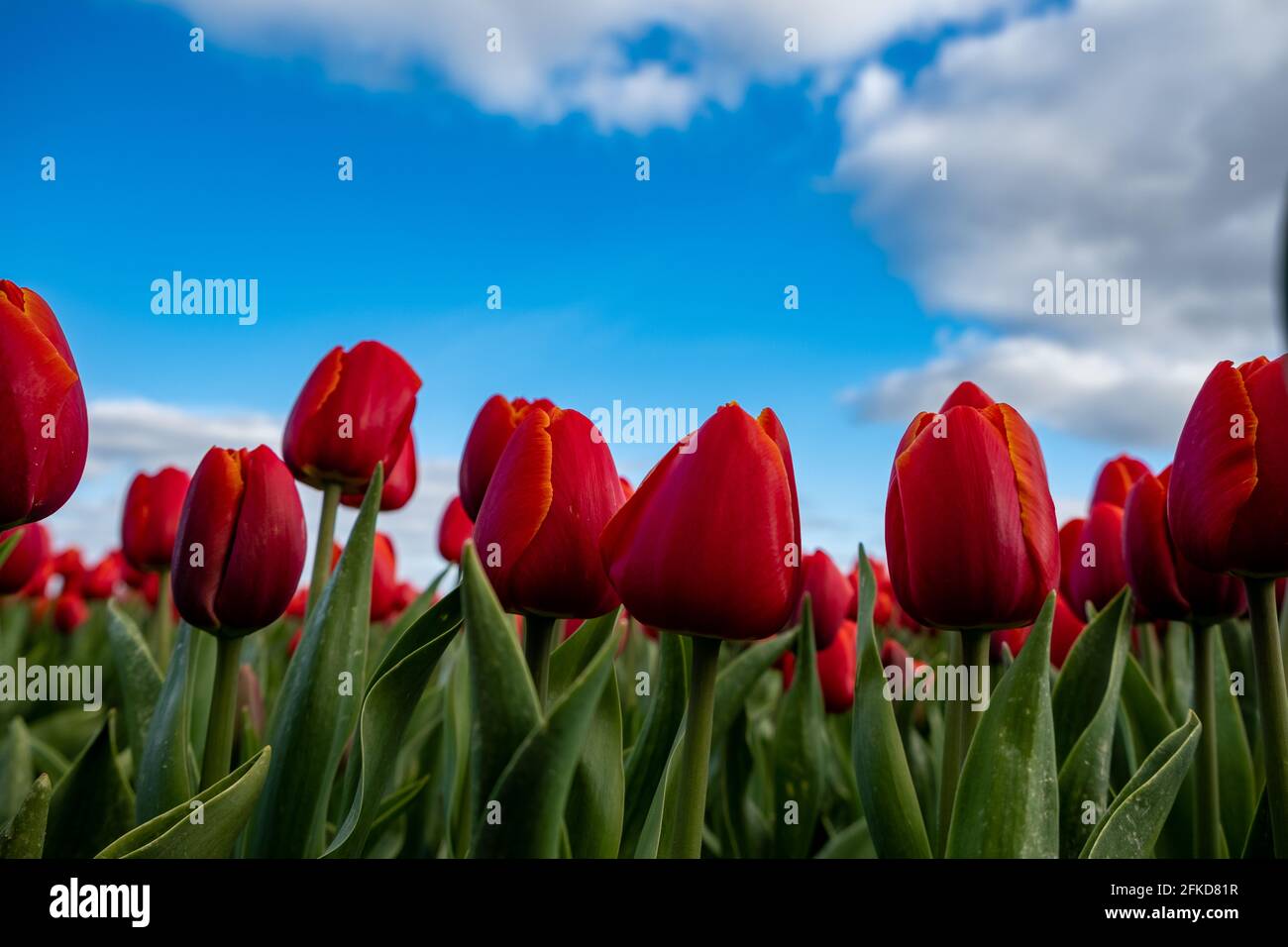 Aerial view of bulb-fields in springtime, colorful tulip fields in the ...