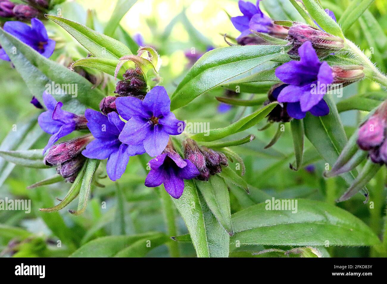 Lithospermum purpurocaeruleum Buglossoides purpurocaeruleum Creeping ...