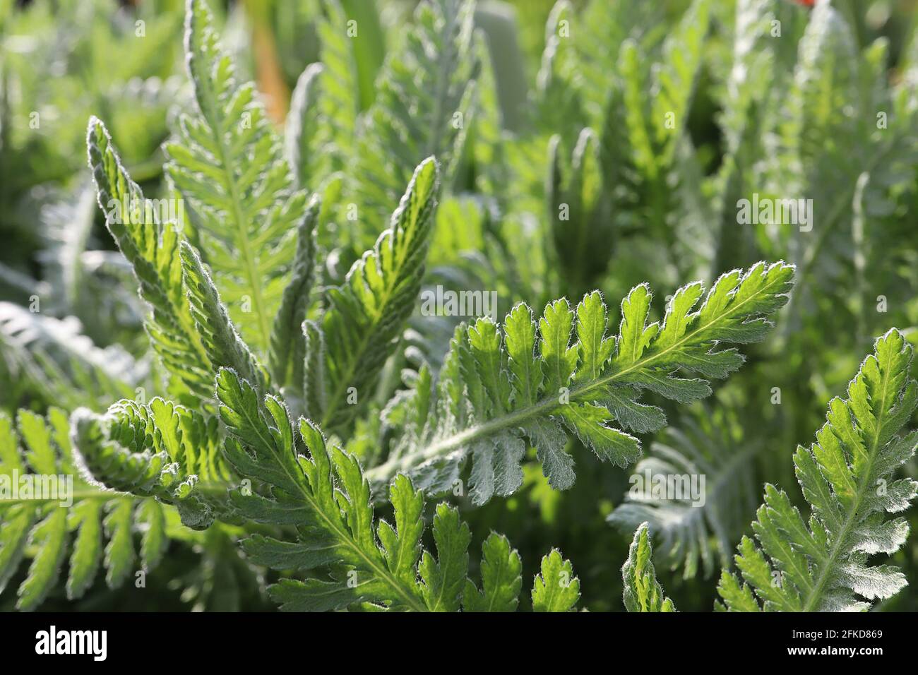 Yarrow Leaves