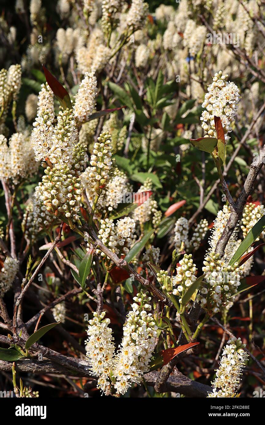 Prunus laurocerasus angustifolia’ Otto Luyken’ Cherry laurel Otto ...