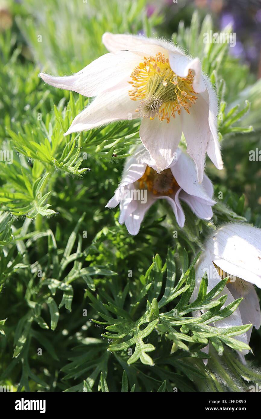 Pulsatilla vulgaris Pasqueflower - white flowers and silky dissected ...