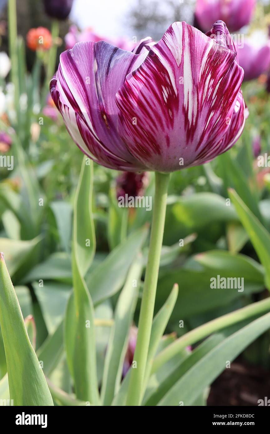 Breaking wheel hi-res stock photography and images - Alamy