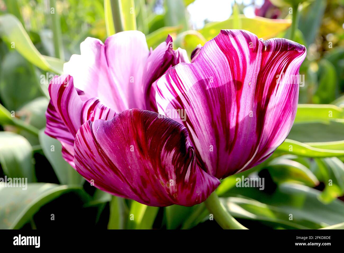Tulipa ‘Inner Wheel’ Rembrandt 9 Inner Wheel tulip - white flowers ...