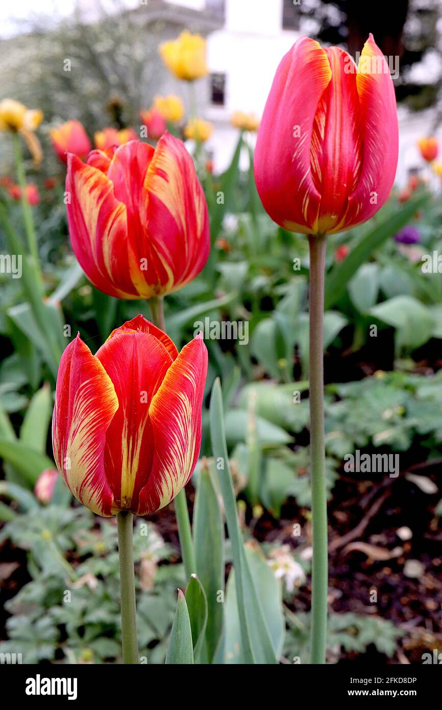 Tulipa ‘Rubens’ Rembrandt 9 Rubens tulip – scarlet red flowers with ...