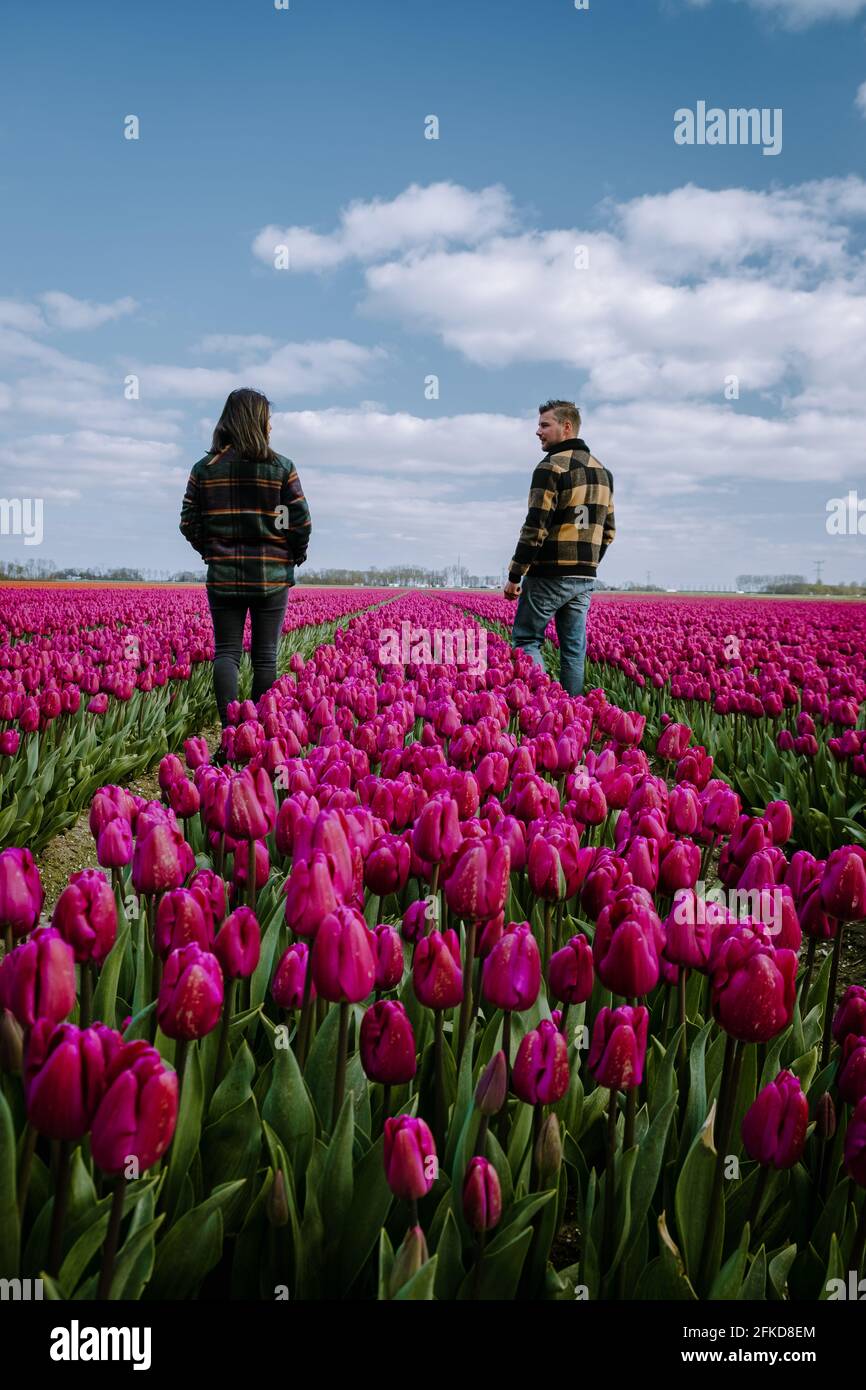Aerial view of bulb-fields in springtime, colorful tulip fields in the ...