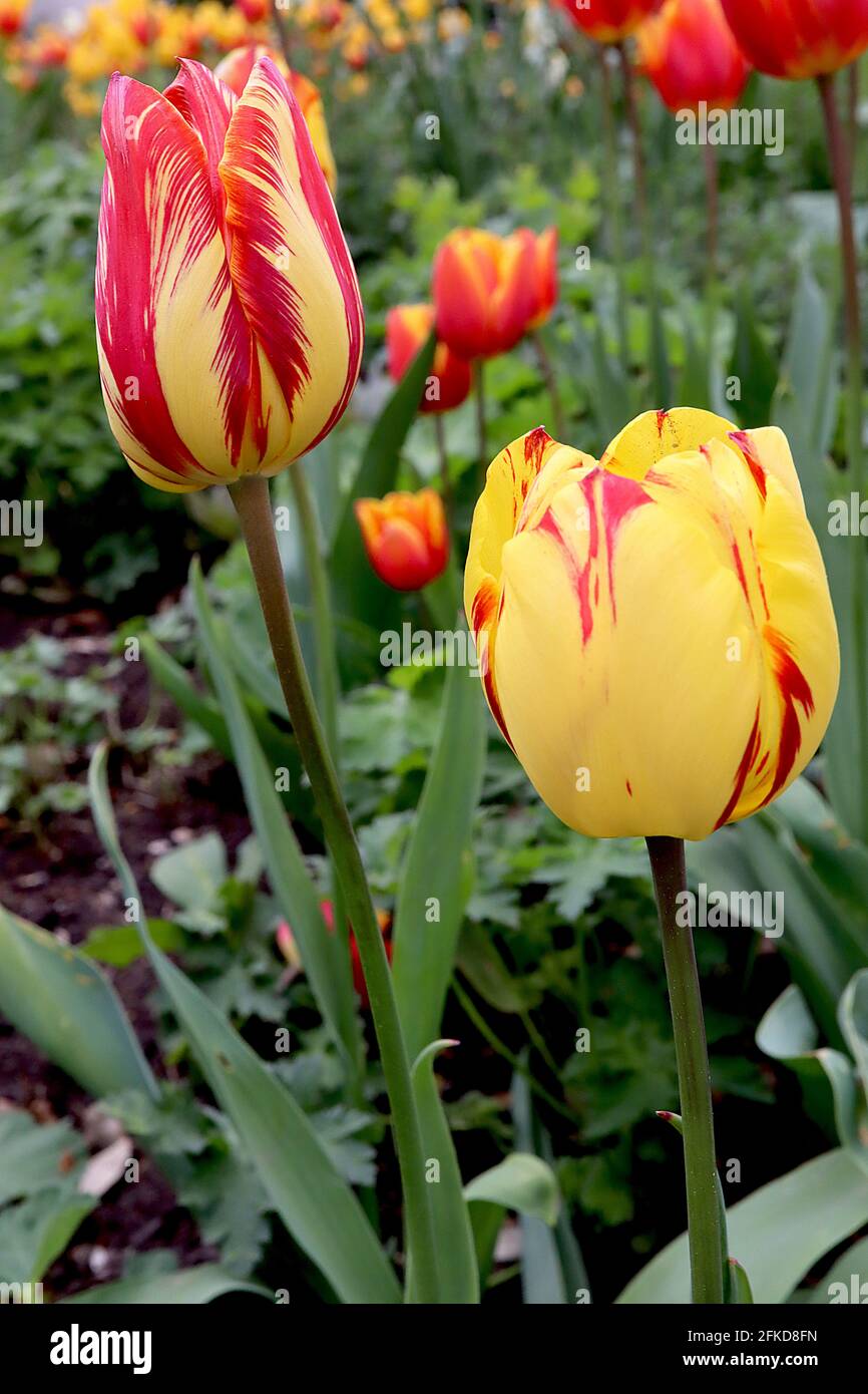 Tulipa ‘Rubens’ Rembrandt 9 Rubens tulip – scarlet red flowers with ...