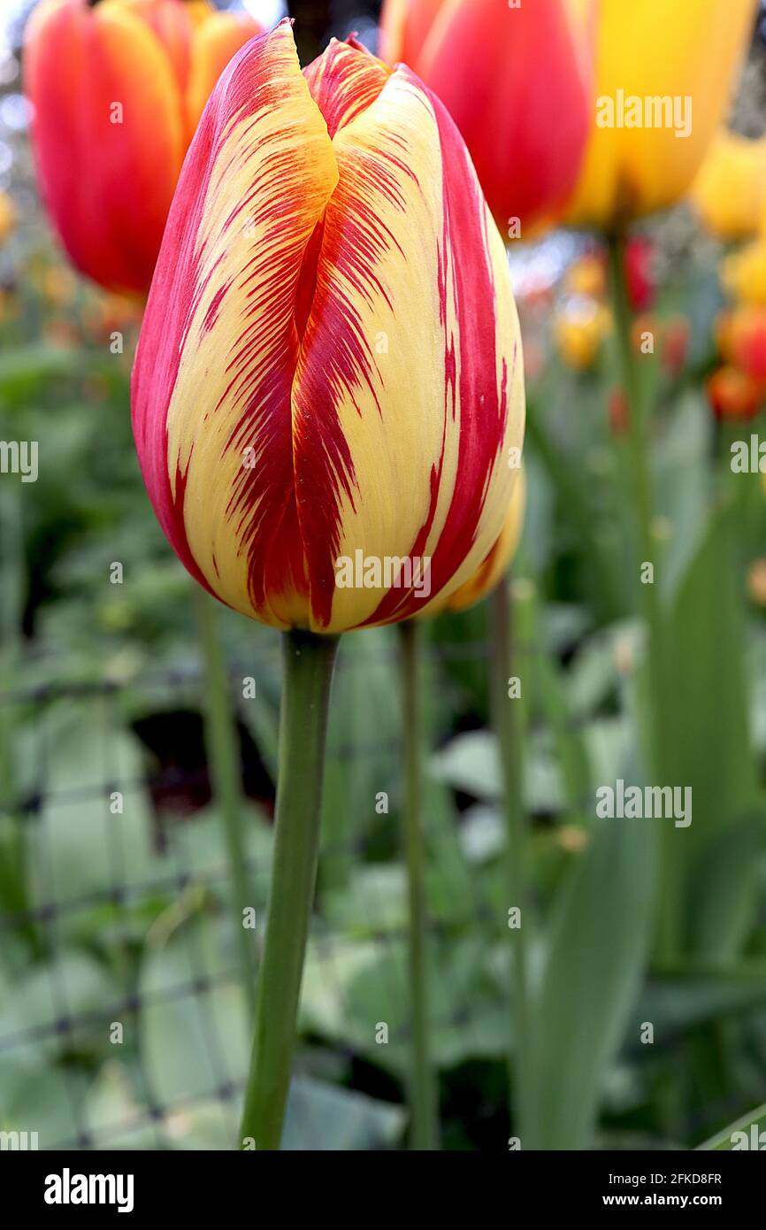 Tulipa ‘Rubens’ Rembrandt 9 Rubens tulip – scarlet red flowers with ...