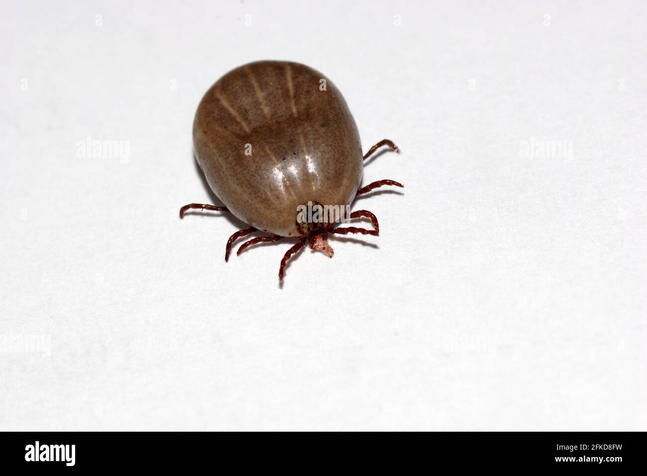 Ixodes (ticks) full of blood Stock Photo - Alamy