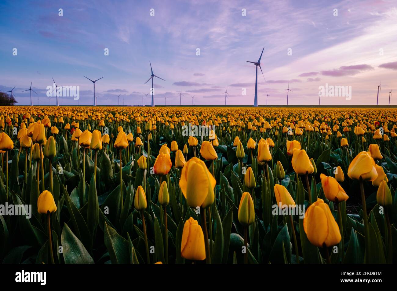 Aerial view of bulb-fields in springtime, colorful tulip fields in the ...