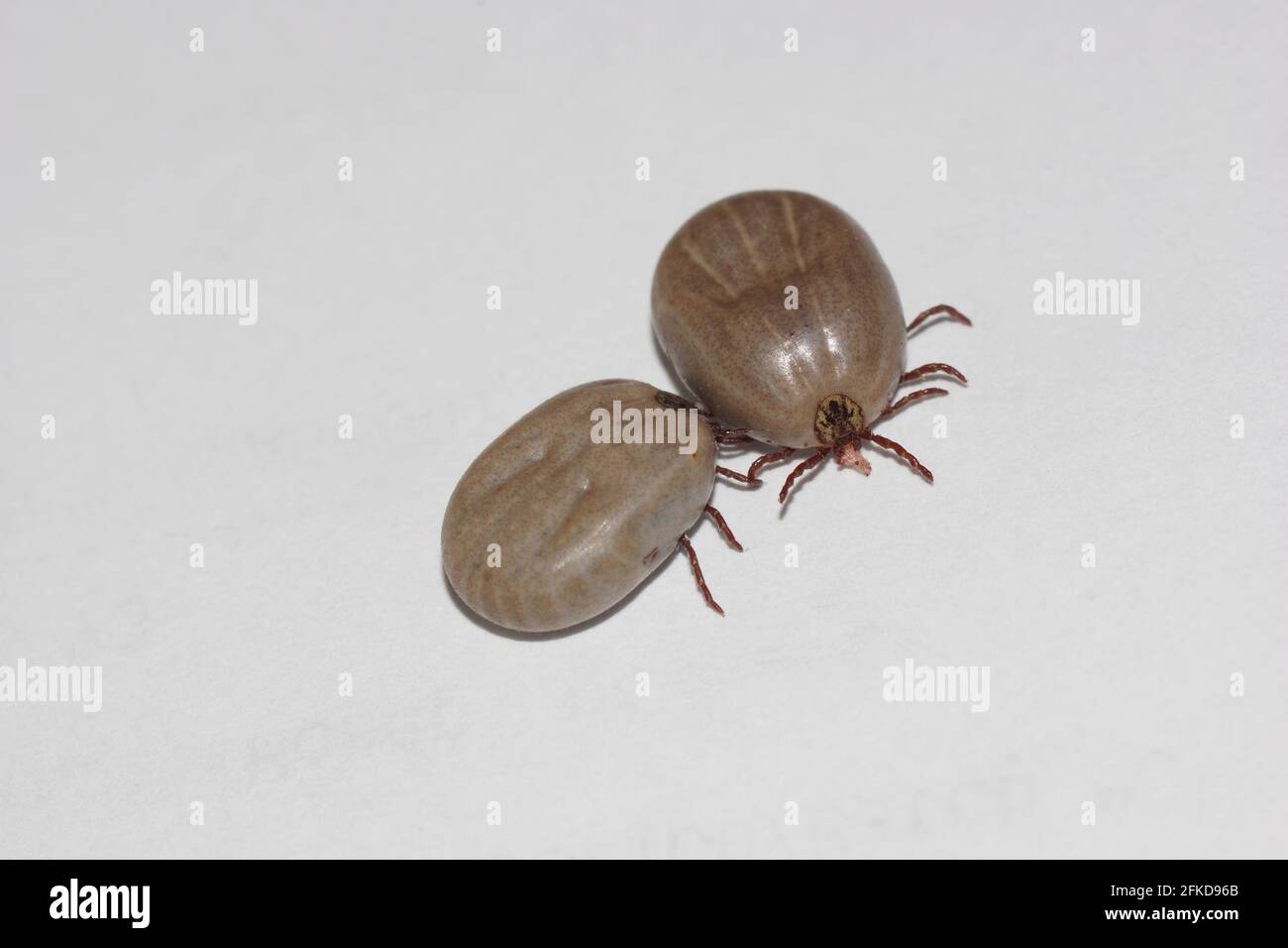 Ixodes (ticks) full of blood Stock Photo - Alamy