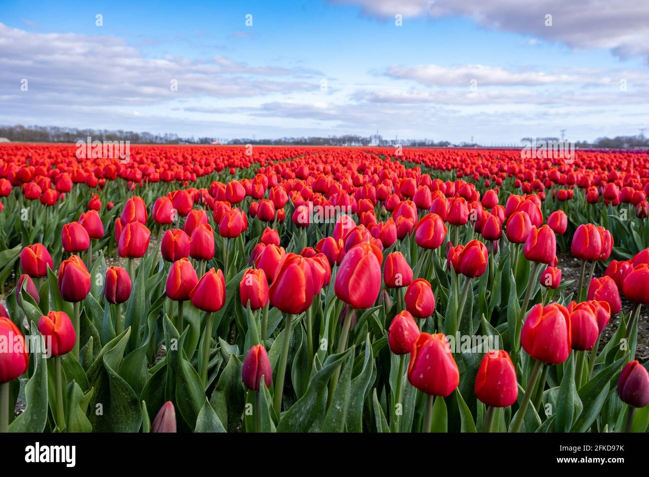 Aerial view of bulb-fields in springtime, colorful tulip fields in the ...