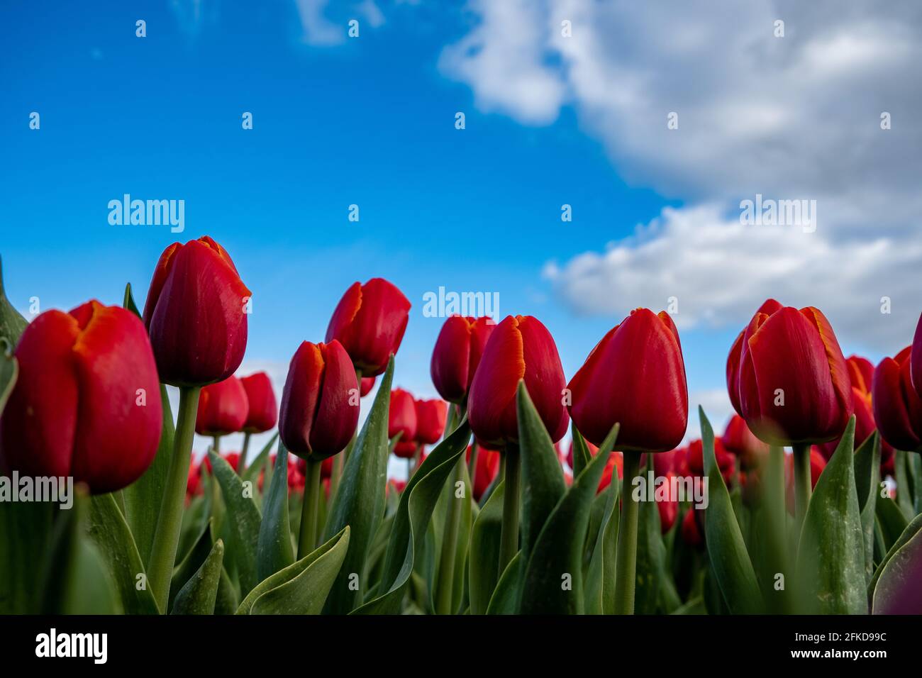 Aerial view of bulb-fields in springtime, colorful tulip fields in the ...
