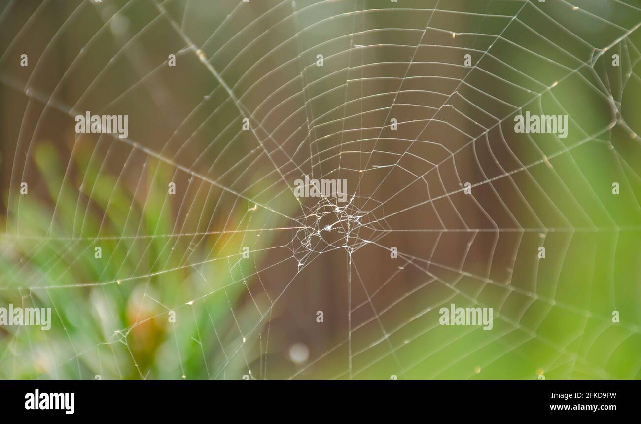 Spider web on spring branch, Spider Web against green forest background ...