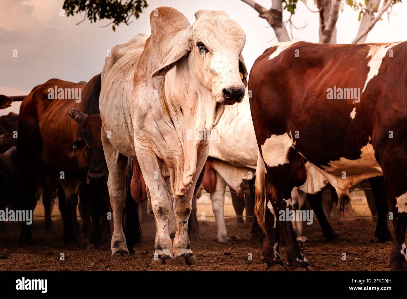 Cattle station hi-res stock photography and images - Alamy