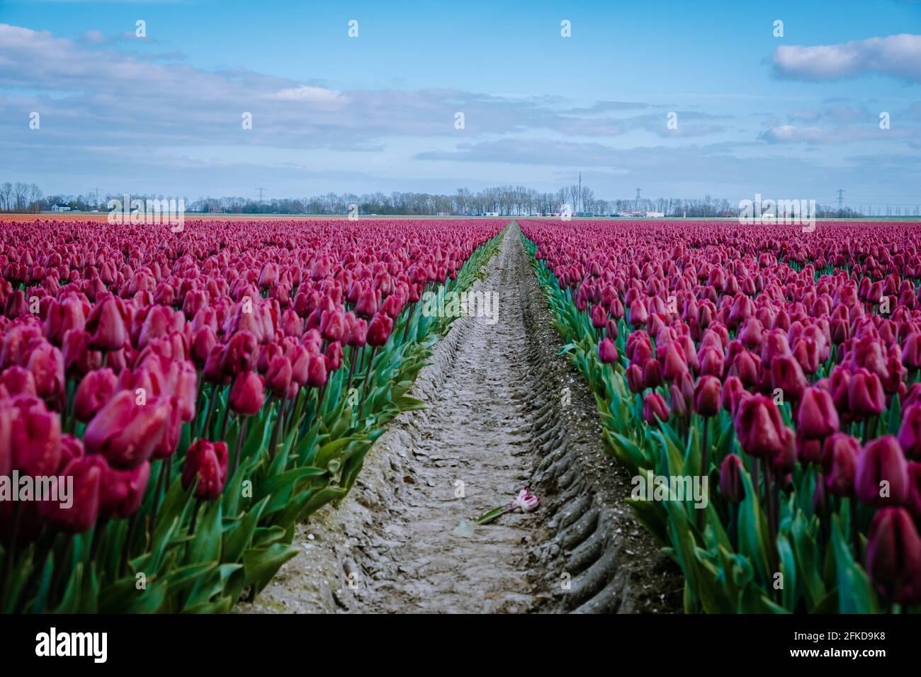 Aerial view of bulb-fields in springtime, colorful tulip fields in the ...