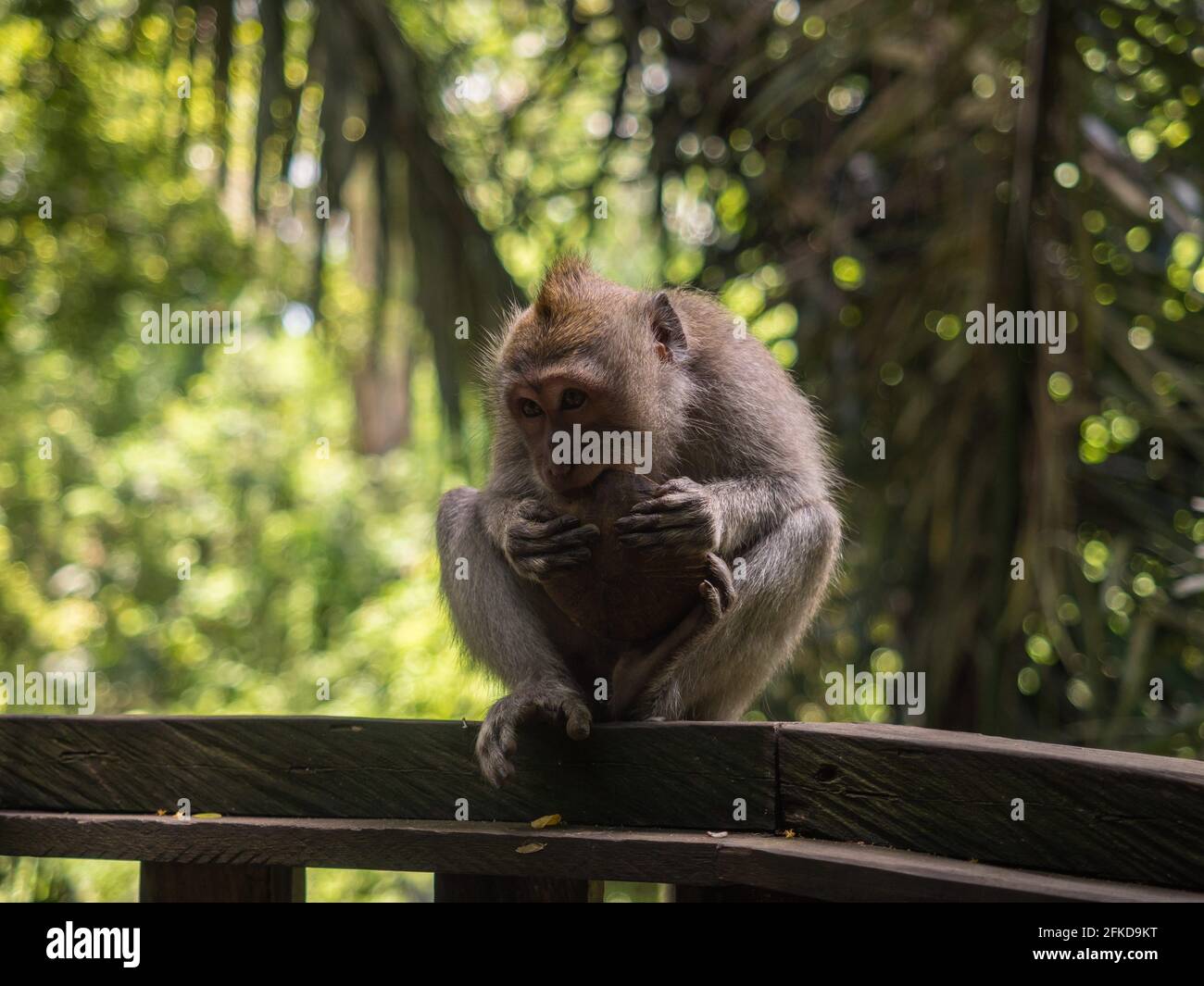 Closeup view of a crab-eating long-tailed macaque Macaca fascicularis ...