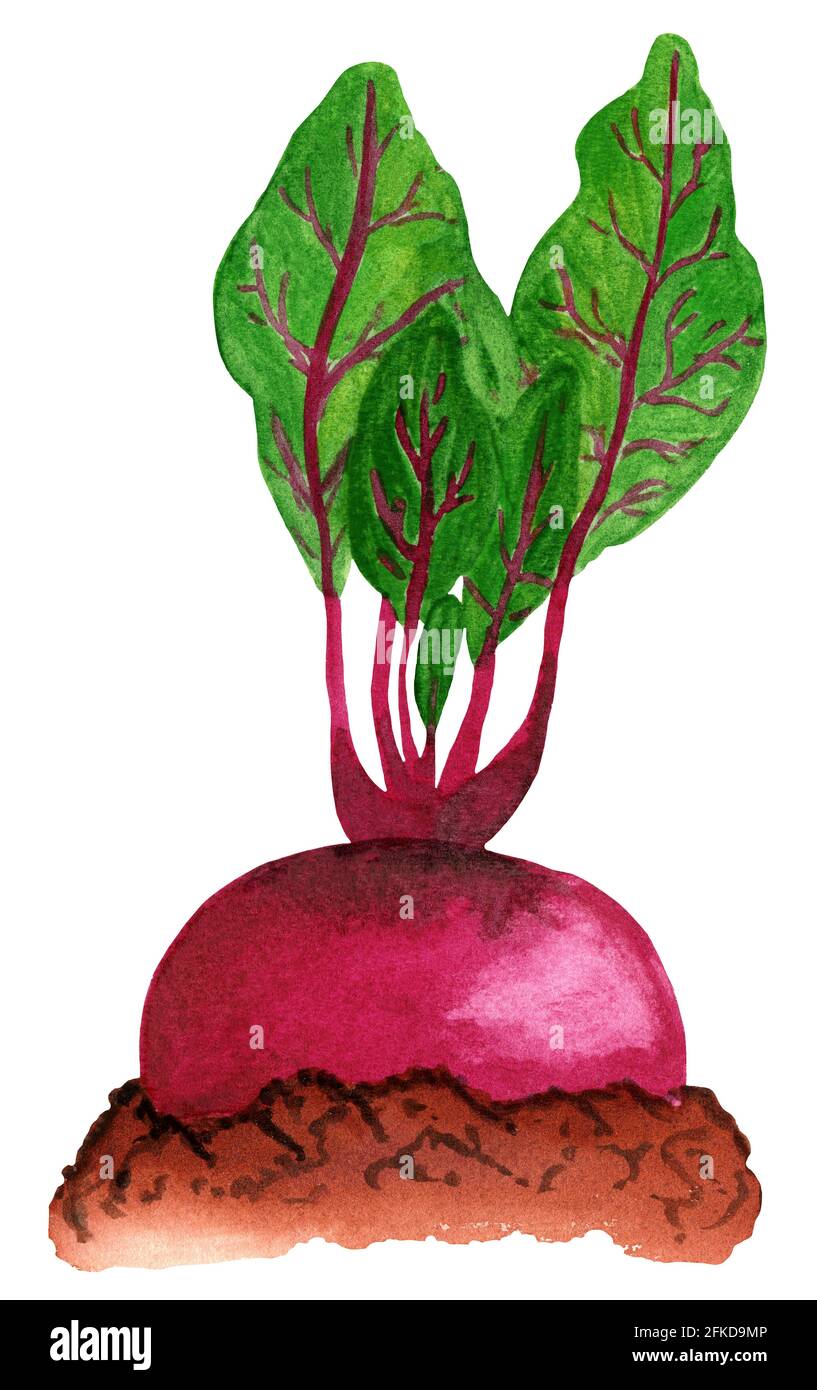 Watercolor beetroot in the ground, side view Stock Photo - Alamy