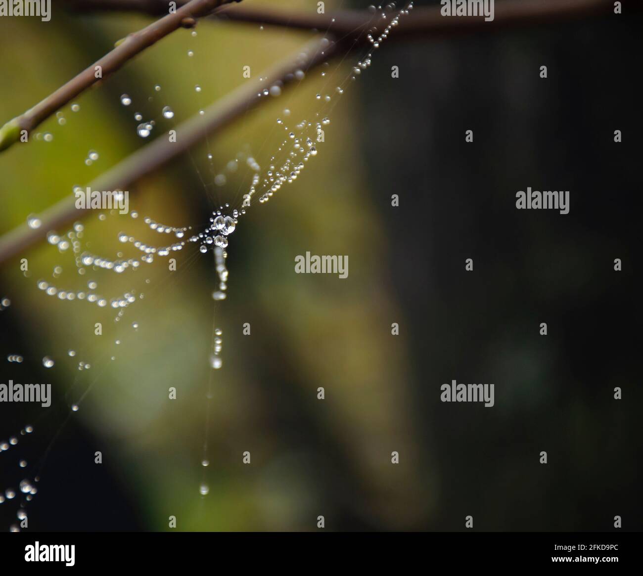 Spider web on spring branch, Spider web with raindrops, Selective focus ...