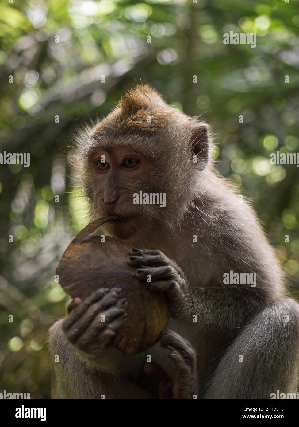 Closeup view of a crab-eating long-tailed macaque Macaca fascicularis ...