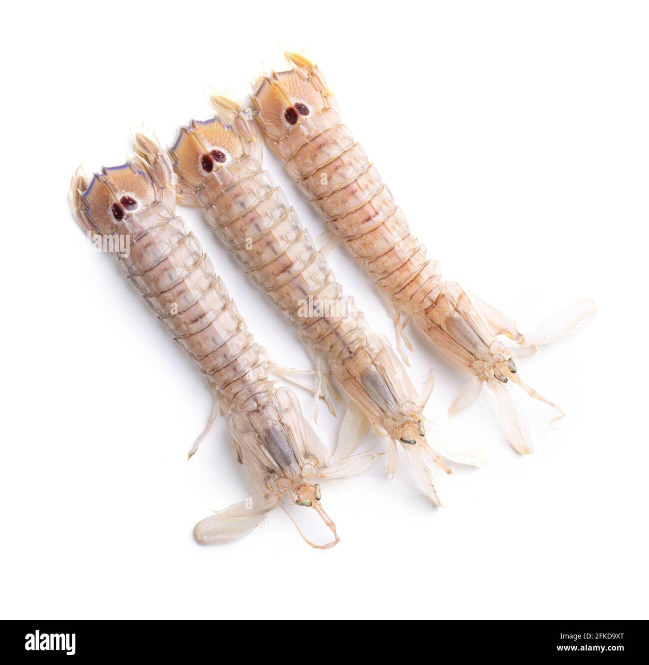 shellfish galleys (squilla mantis) on white background Stock Photo - Alamy