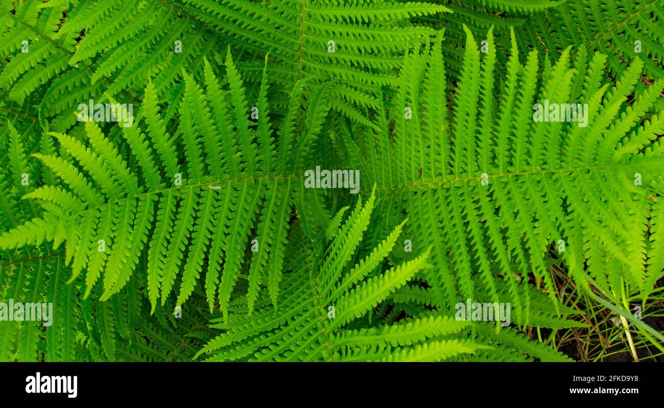 Perfect natural fern pattern. Beautiful background made with young ...