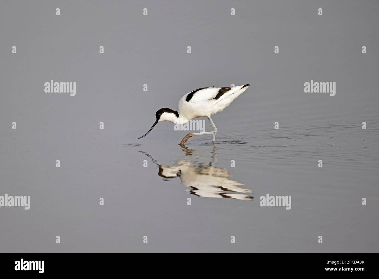 Avocet feeding at Steart Marshes Somerset UK Stock Photo - Alamy