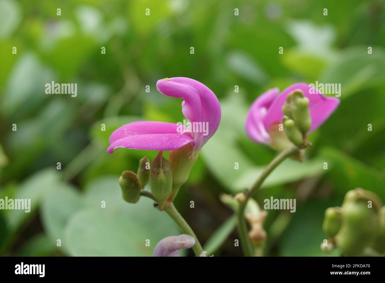 Lathyrus grandiflorus with a natural background. Also called two-flowered everlasting pea flower ...