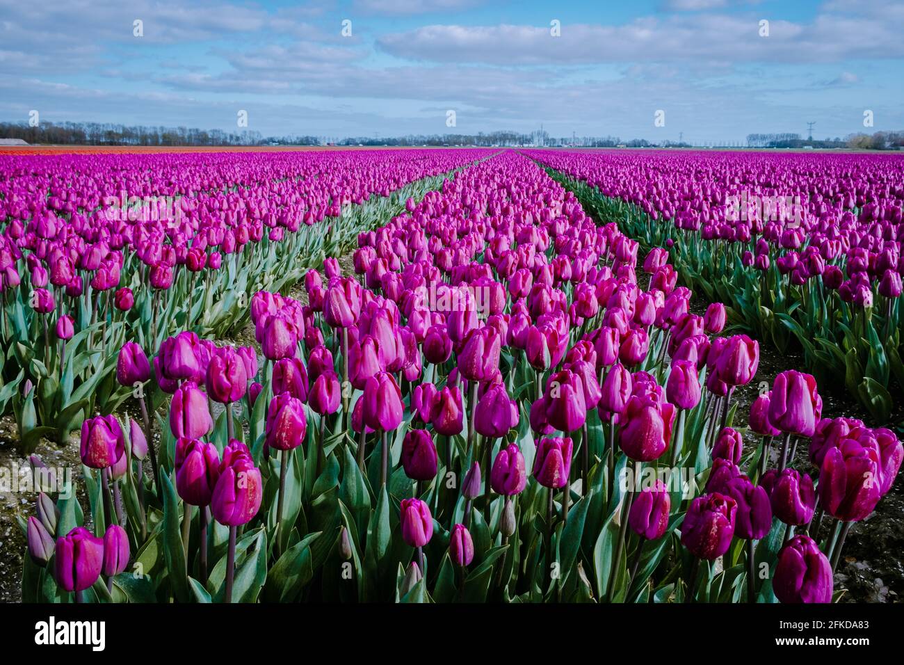 Aerial view of bulb-fields in springtime, colorful tulip fields in the ...
