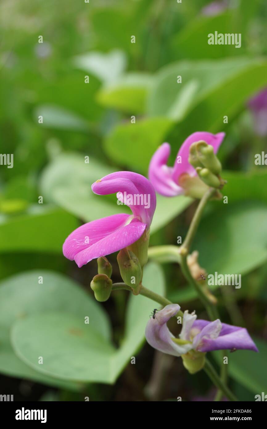 Lathyrus grandiflorus with a natural background. Also called two-flowered everlasting pea flower ...