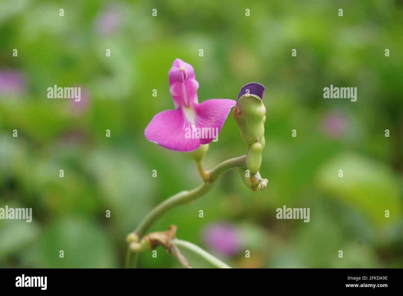 Lathyrus grandiflorus with a natural background. Also called two-flowered everlasting pea flower ...
