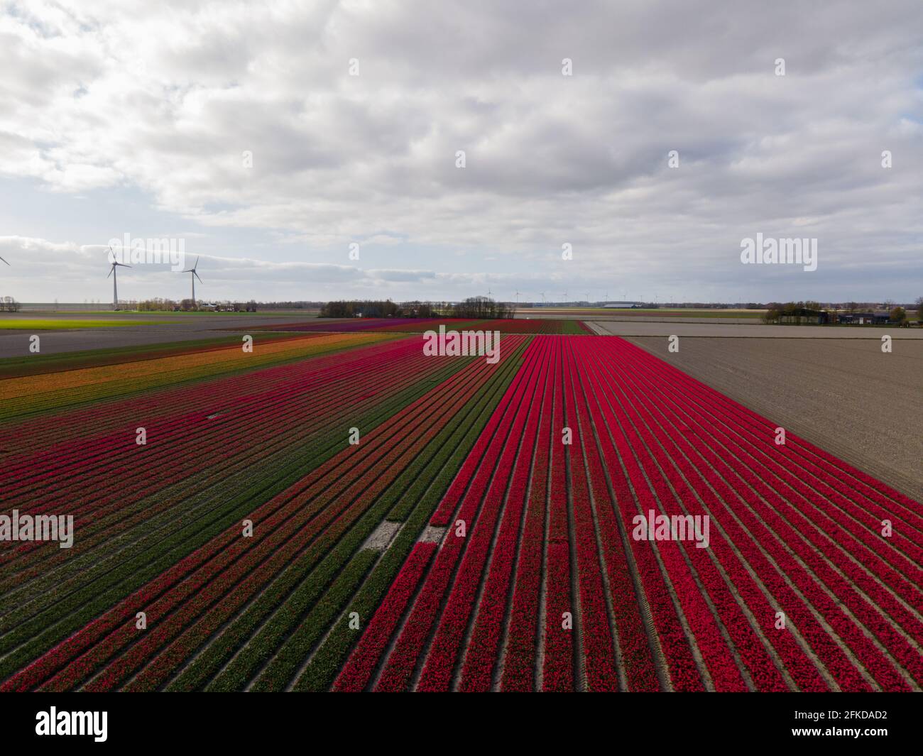 Aerial view of bulb-fields in springtime, colorful tulip fields in the ...