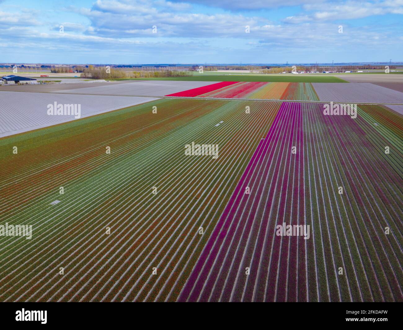Aerial view of bulb-fields in springtime, colorful tulip fields in the ...
