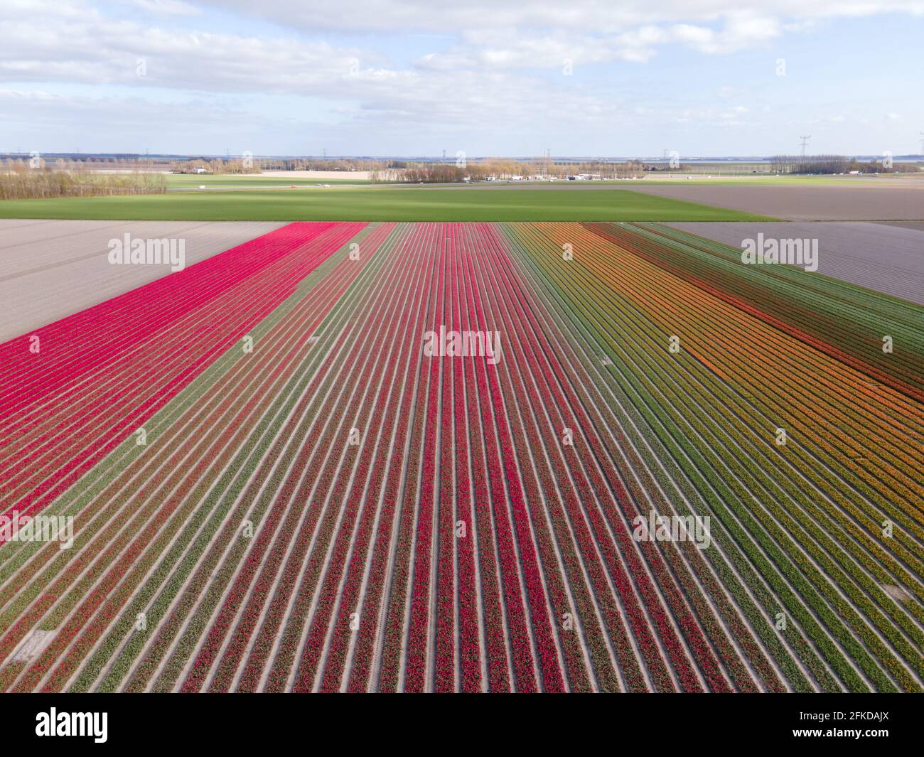 Aerial view of bulb-fields in springtime, colorful tulip fields in the ...