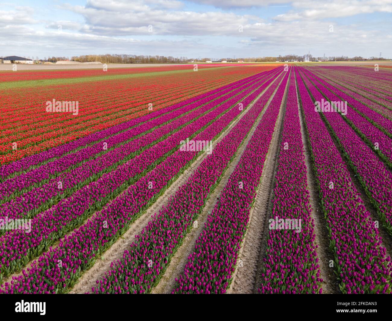 Aerial view of bulb-fields in springtime, colorful tulip fields in the ...