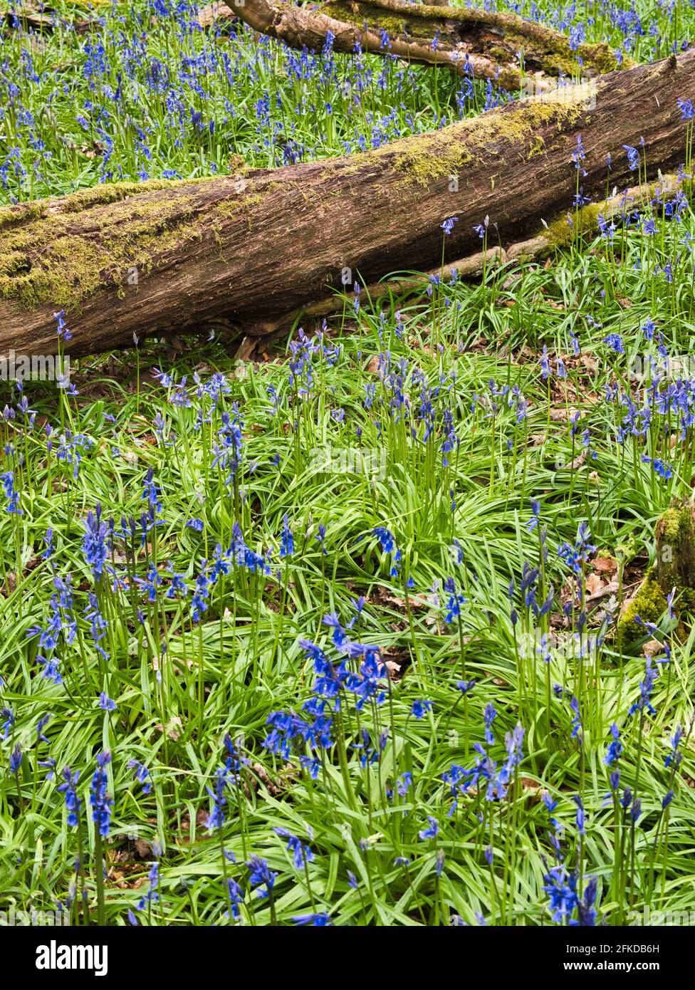 Harpsden henley on thames hi-res stock photography and images - Alamy
