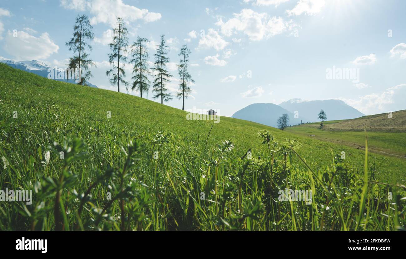 Alpine mountain landscape with five large larch trees in green sunny ...