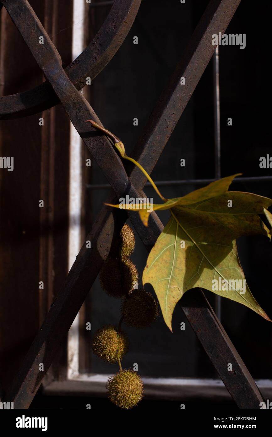 branch of sycamore with leaf and nuts fell on ancient cast-iron grate ...