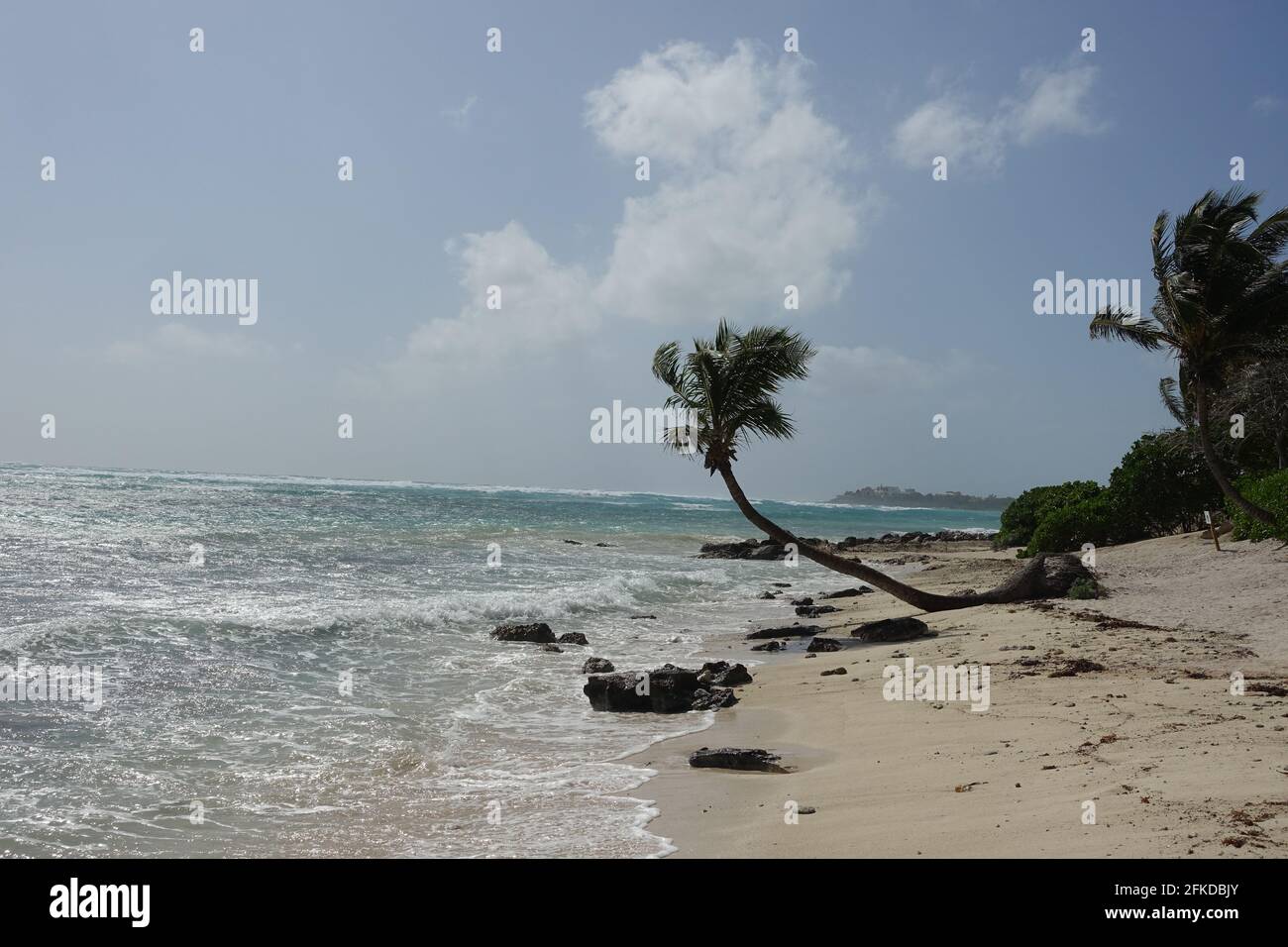 Palm tree and waves at the beach Stock Photo - Alamy