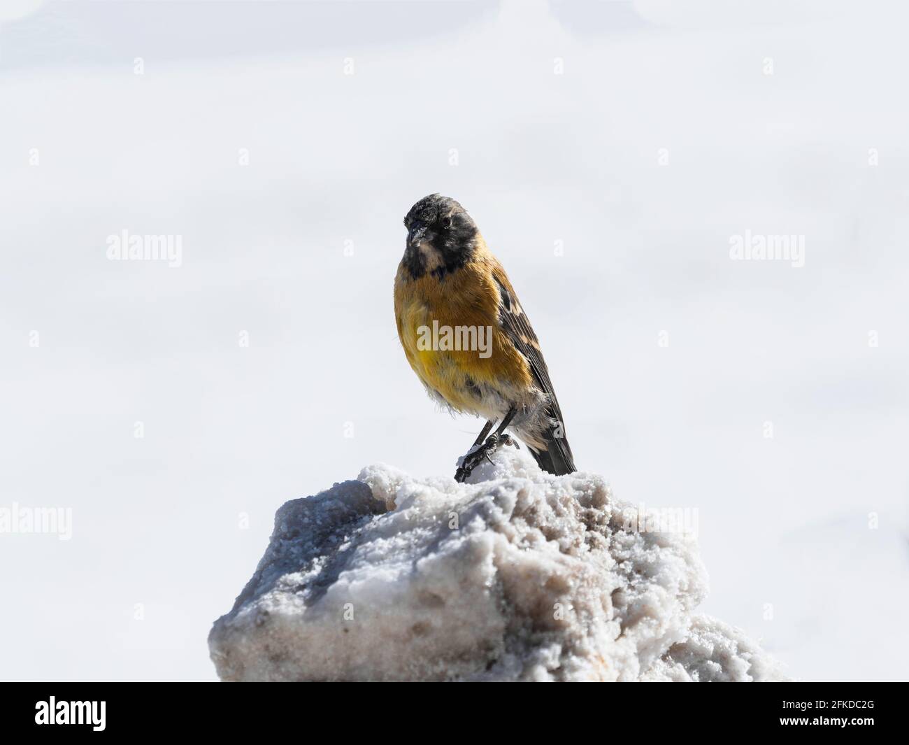 Closeup detail of a black hooded sierra finch phrygilus atriceps bird ...
