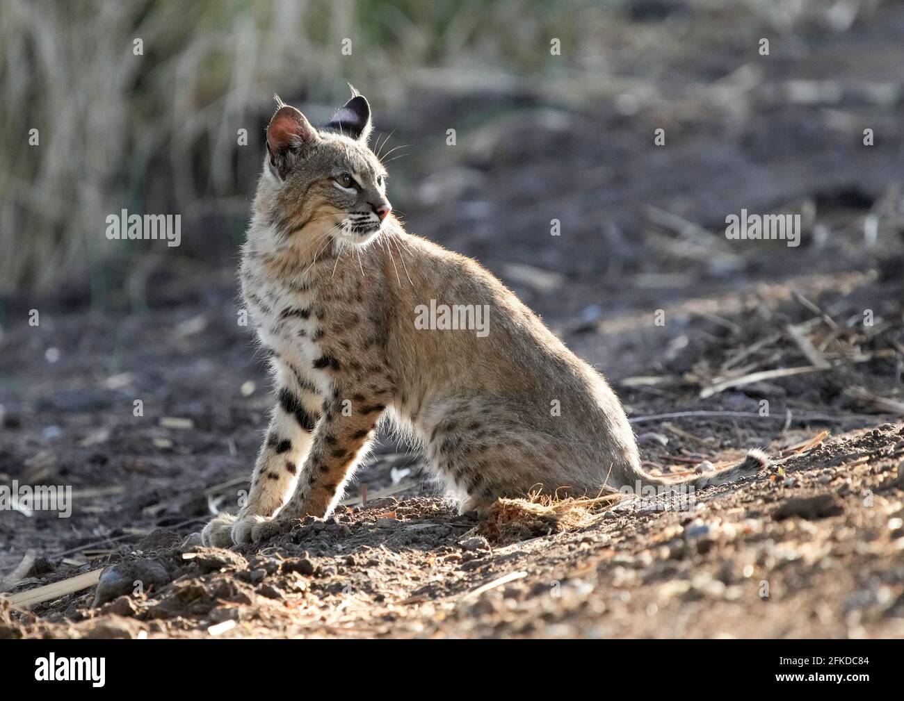 A Bobcat Kitten is seen in Phoenix, Arizona Stock Photo - Alamy
