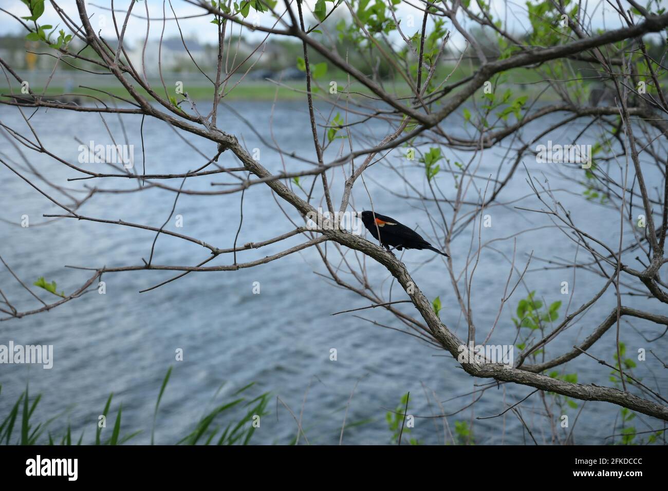 Red-winged black bird territorial displays and breeding behavior Stock ...