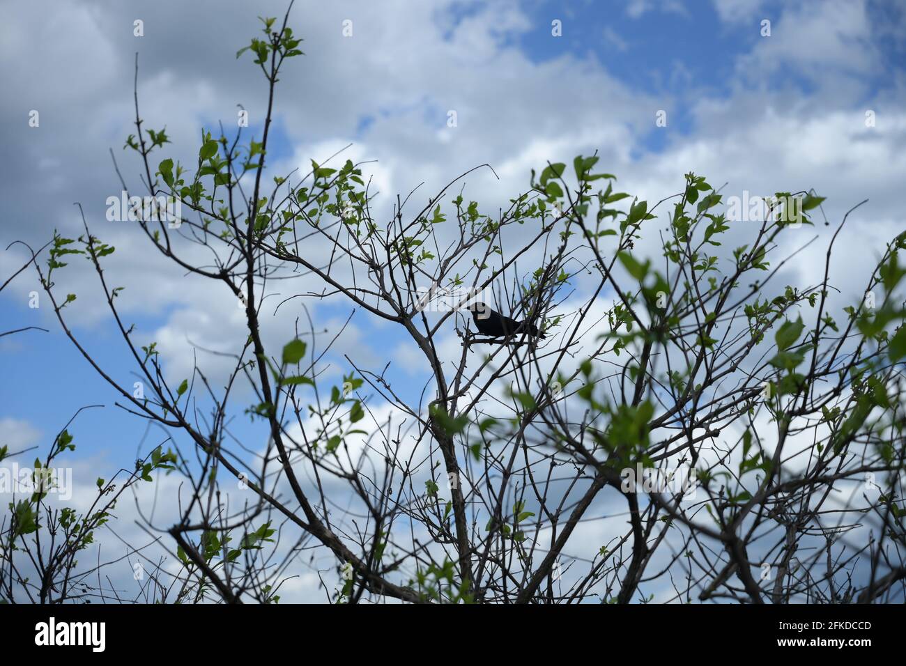Oiseau territorial hi-res stock photography and images - Alamy