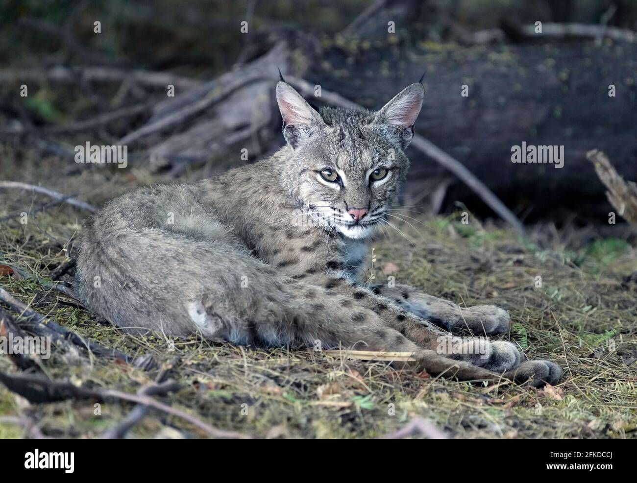 A Bobcat Kitten is seen in Phoenix, Arizona Stock Photo - Alamy