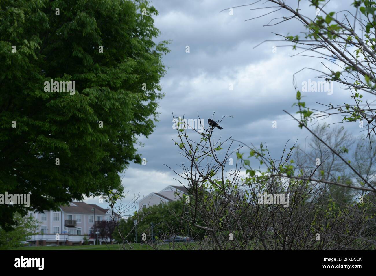 Red-winged black bird territorial displays and breeding behavior Stock ...