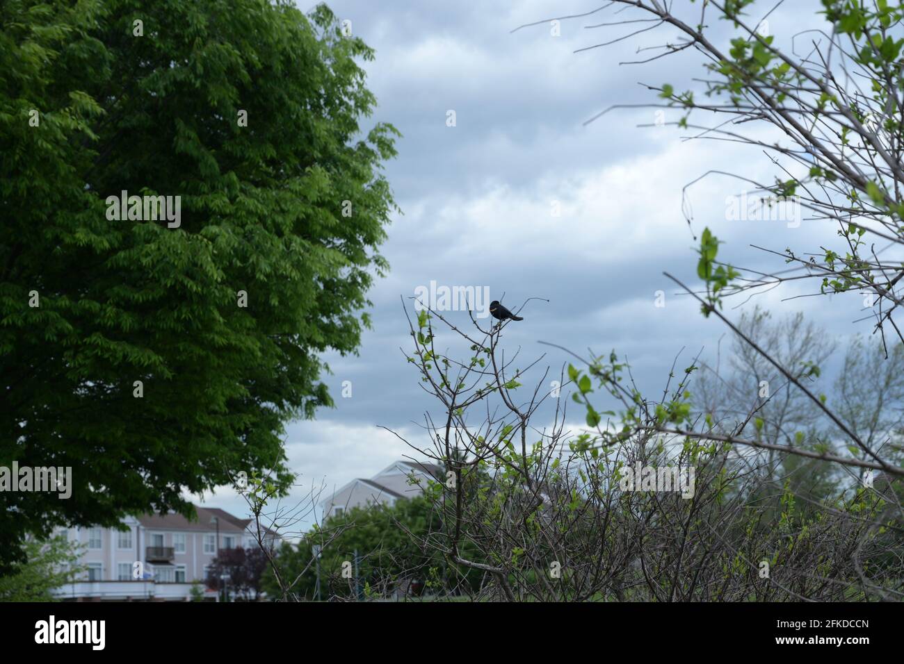 Red-winged black bird territorial displays and breeding behavior Stock ...