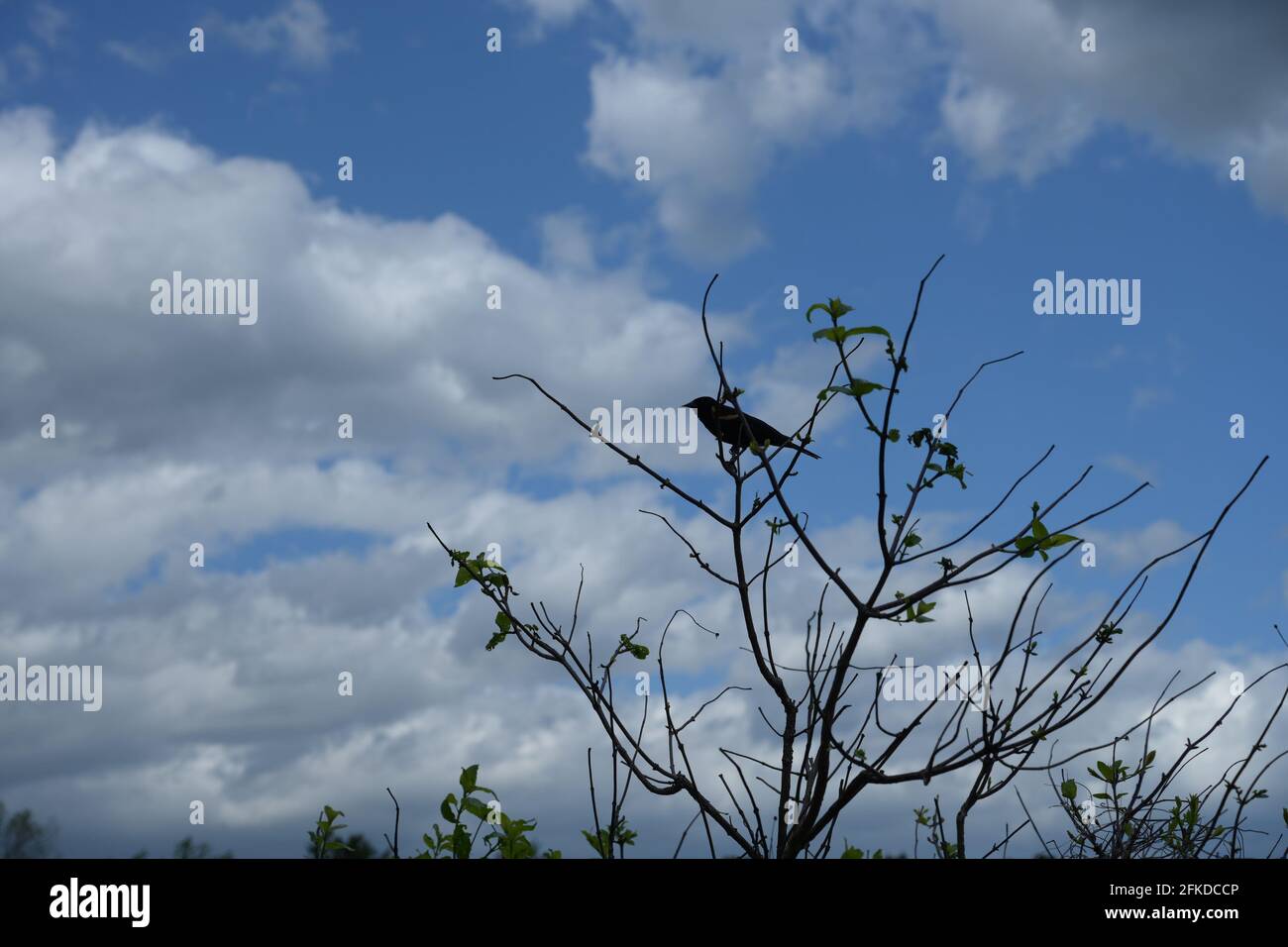 Red-winged black bird territorial displays and breeding behavior Stock ...